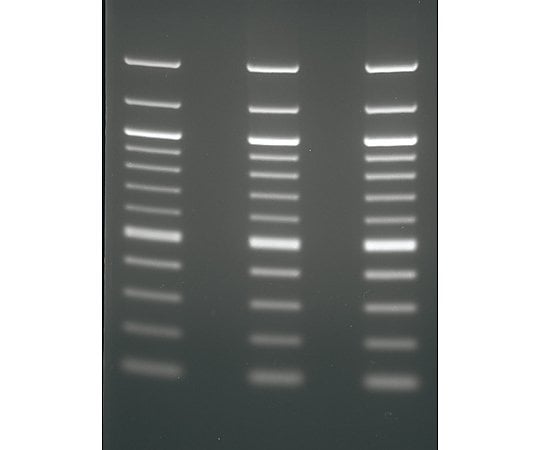 2-4294-06 Quick-Load 100 bp DNA Ladder N0467S 【AXEL】 アズワン