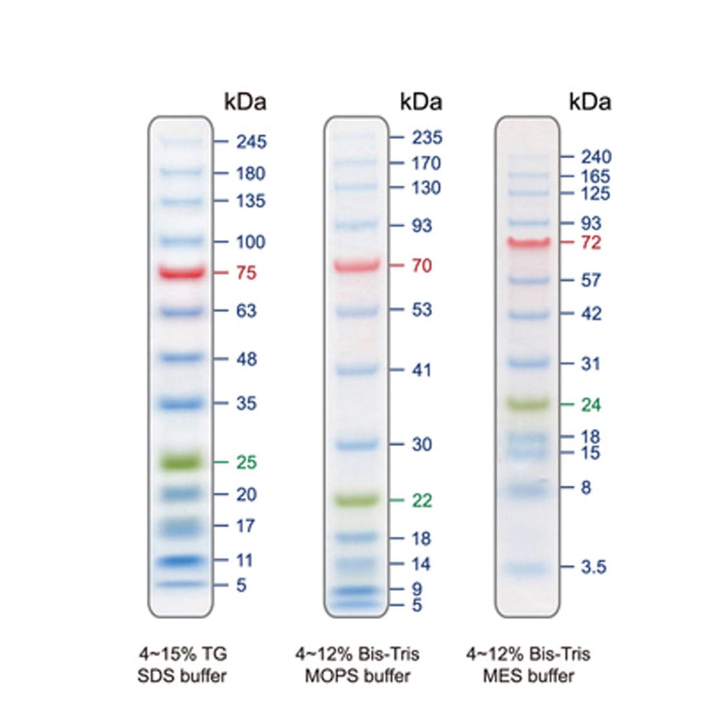 4-4328-02 着色済みタンパク質ラダーマーカー 5～245kDa 1袋（500μL入） PM008-0500 【AXEL】 アズワン
