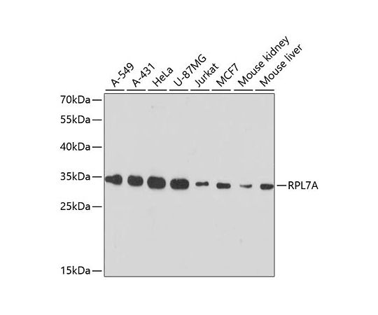 RPL7A Rabbit pAb ABclonal 【AXEL】 アズワン