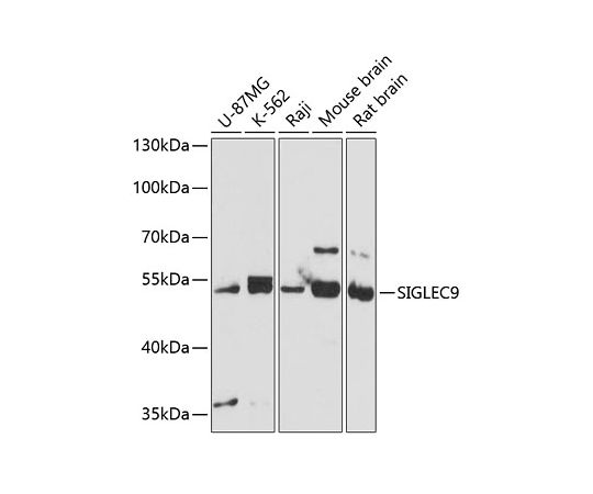 [現在受注を停止している商品です]SIGLEC9 Rabbit pAb A4648シリーズ ABclonal 【AXEL】 アズワン