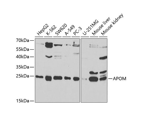 [取扱を終了した商品です]APOM Rabbit pAb A5336シリーズ ABclonal 【AXEL】 アズワン