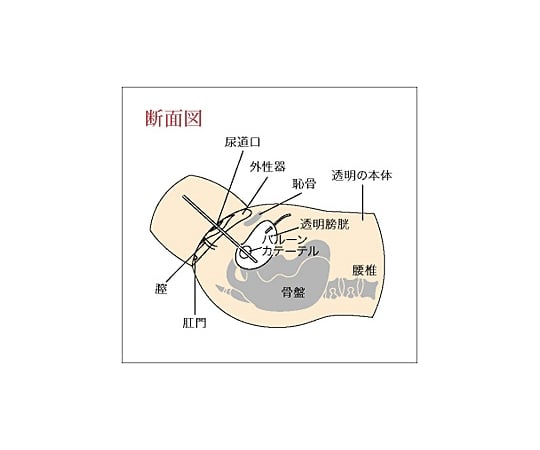 67-4513-94 透明女性導尿模型 M160 M160 【AXEL】 アズワン
