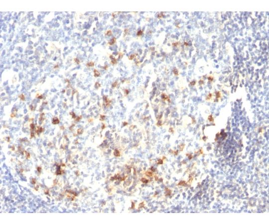 CD57 / B3GAT1（Natural Killer Cell Marker） 27087-MSMシリーズ ...