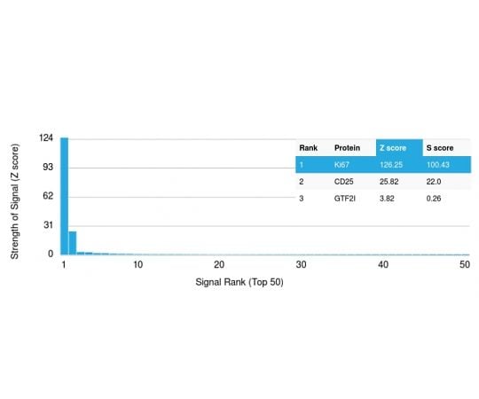 85-1229-89 Ki-67 （Proliferating Cell Marker） 0.5mlat100ug/ml 4288-MSM5 ...