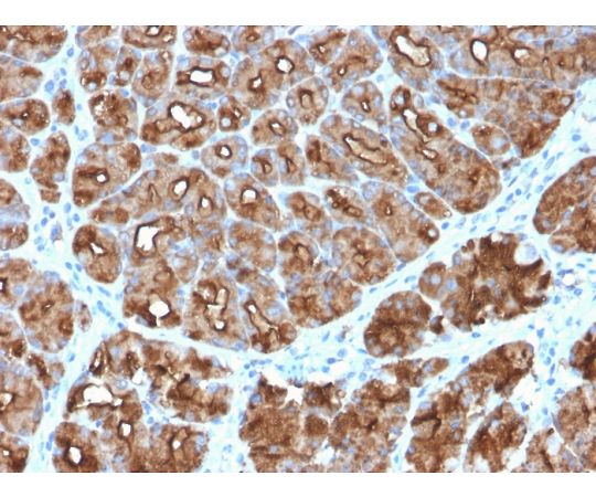 85-1280-87 MUC1 / CA15-3 / EMA / CD227 （Epithelial Marker） 100ug 4582 ...