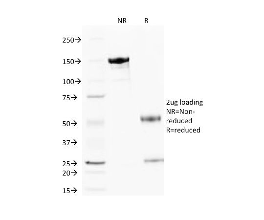 85-1234-03 Cytochrome C （Mitochondrial Marker） 100ug 54205-MSM1-P1 ...