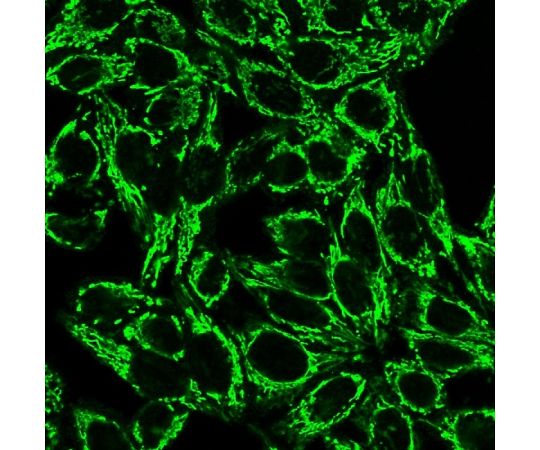 85-1234-03 Cytochrome C （Mitochondrial Marker） 100ug 54205-MSM1-P1 ...