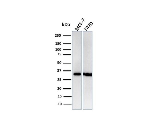 Replication Protein A2（RPA2） 6118シリーズ NeoBiotechnologies 【AXEL】 アズワン