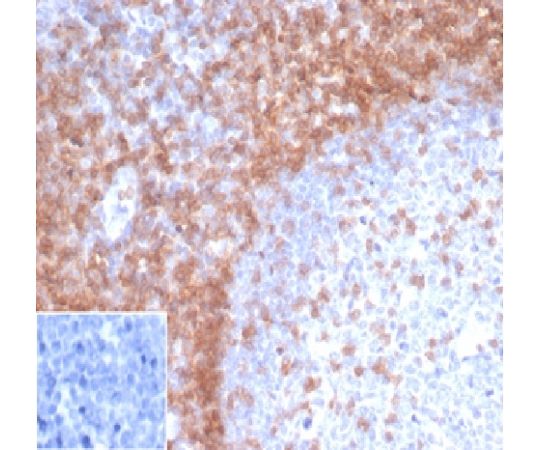 85-1240-41 CD3e （T-Cell Marker） 20ug 916-MSM20-P0 【AXEL】 アズワン
