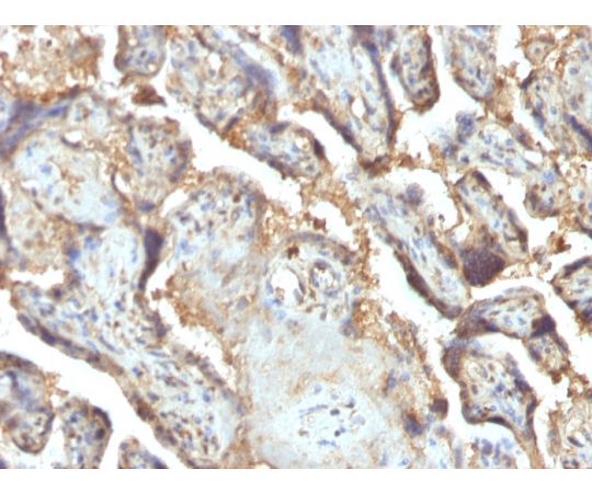 85-1270-40 Galectin-13 （GAL13） / Placental Protein 13 （PP13） 20ug 29124 ...