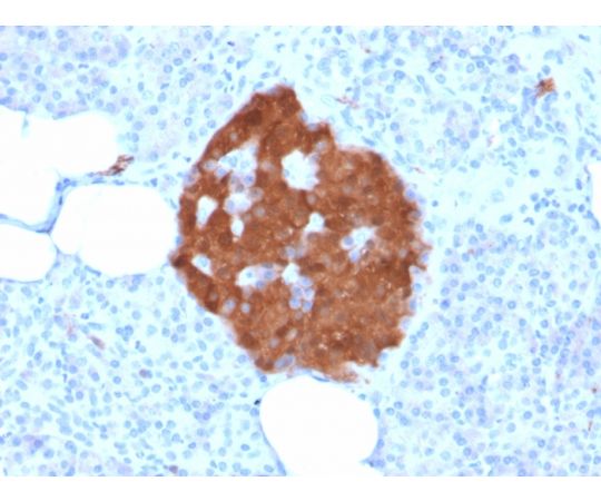 85-1281-44 PGP9.5 / UchL1 （pan-Neuronal Marker） 100ug 7345-MSM5-P1 ...