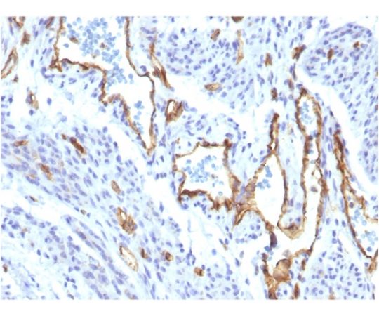 85-1283-13 CD31 / PECAM-1 （Endothelial Cell Marker） 20ug 5175-RBM11-P0 ...