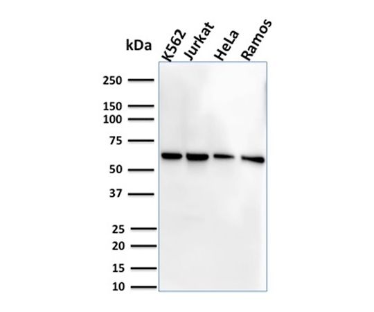 CD127 / IL7R（Marker of T-Reg Cells） 3575-MSM1-Pシリーズ NeoBiotechnologies ...