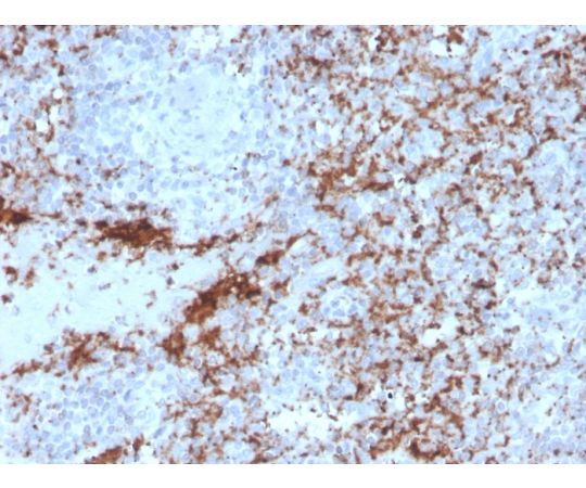 CD61 / Integrin '3 / Platelet Glycoprotein IIIa（Platelet Marker） 3690 ...