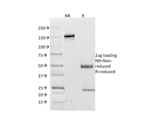 CD62L（L-Selectin） 6402-MSMシリーズ NeoBiotechnologies 【AXEL】 アズワン