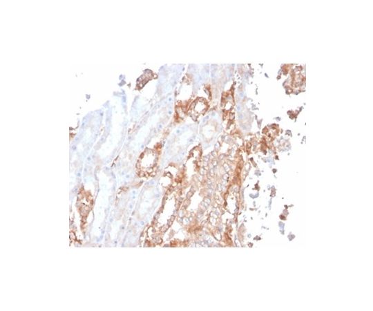 85-1328-40 Fodrin / Alpha Spectrin II （SPTAN1） / NEAS 100ug 6709-MSM6 ...