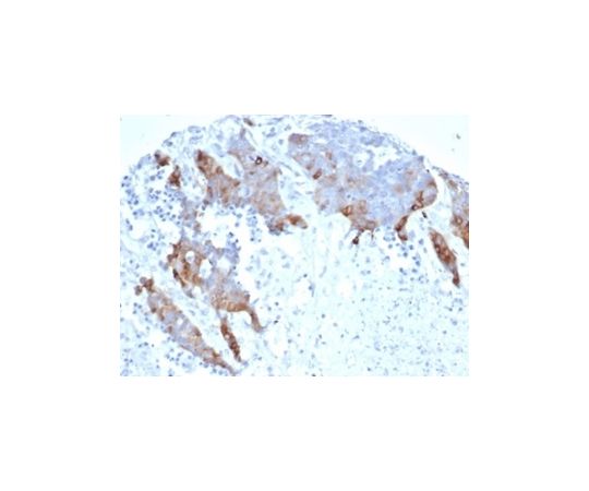85-1328-50 Transglutaminase II （TGM2） （FN Binding Domain） 20ug 7052 ...