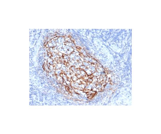 85-1334-01 CD35 / CR1 （Follicular Dendritic Cell Marker） 100ug 1378 ...