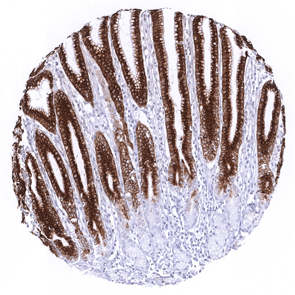 MUC5AC抗体（MSVA-109M） 2113-109Mシリーズ MS Validated Antibodies 【AXEL】 アズワン